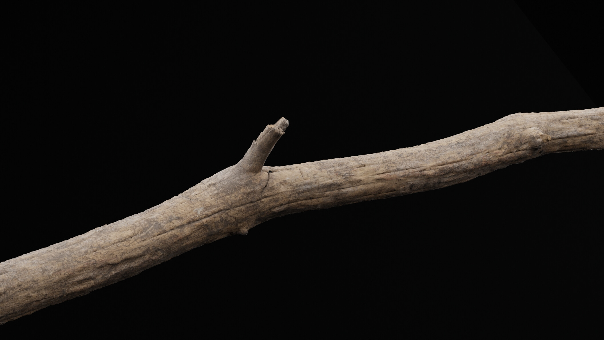 Realistic Tree Branch - 3D Model by Green Lander