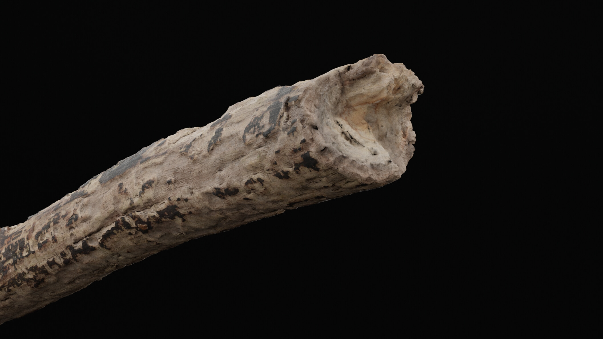 Tree Debris Branch - 3D Model by Green Lander