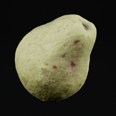 Tropical Guava Fruit - 3D Model by Green Lander