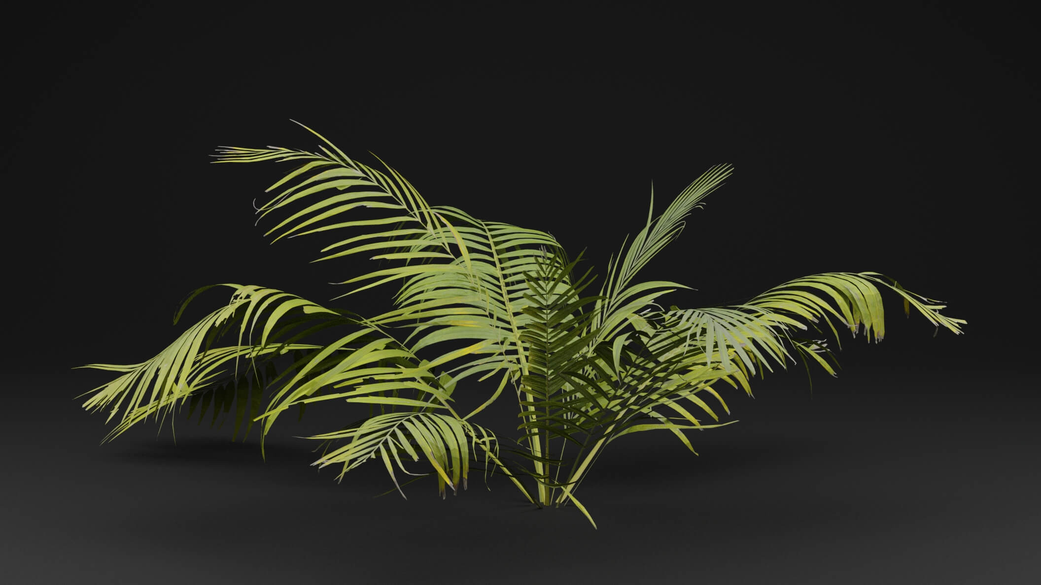 Tropical Palm Plant - 3D Model by Green Lander