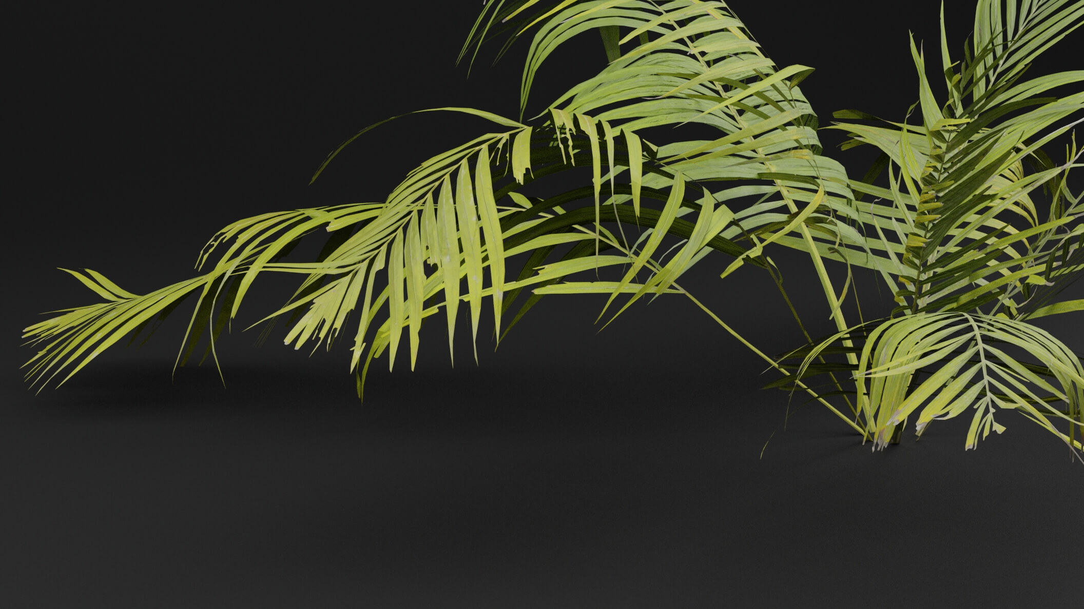 Tropical Palm Plant - 3D Model by Green Lander