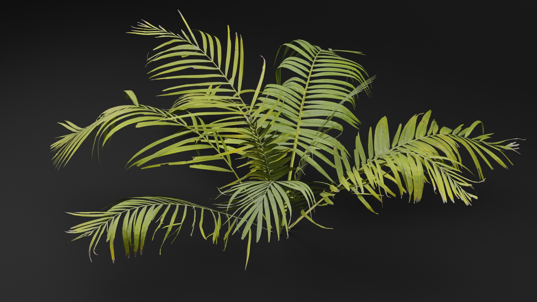 Tropical Palm Plant - 3D Model by Green Lander