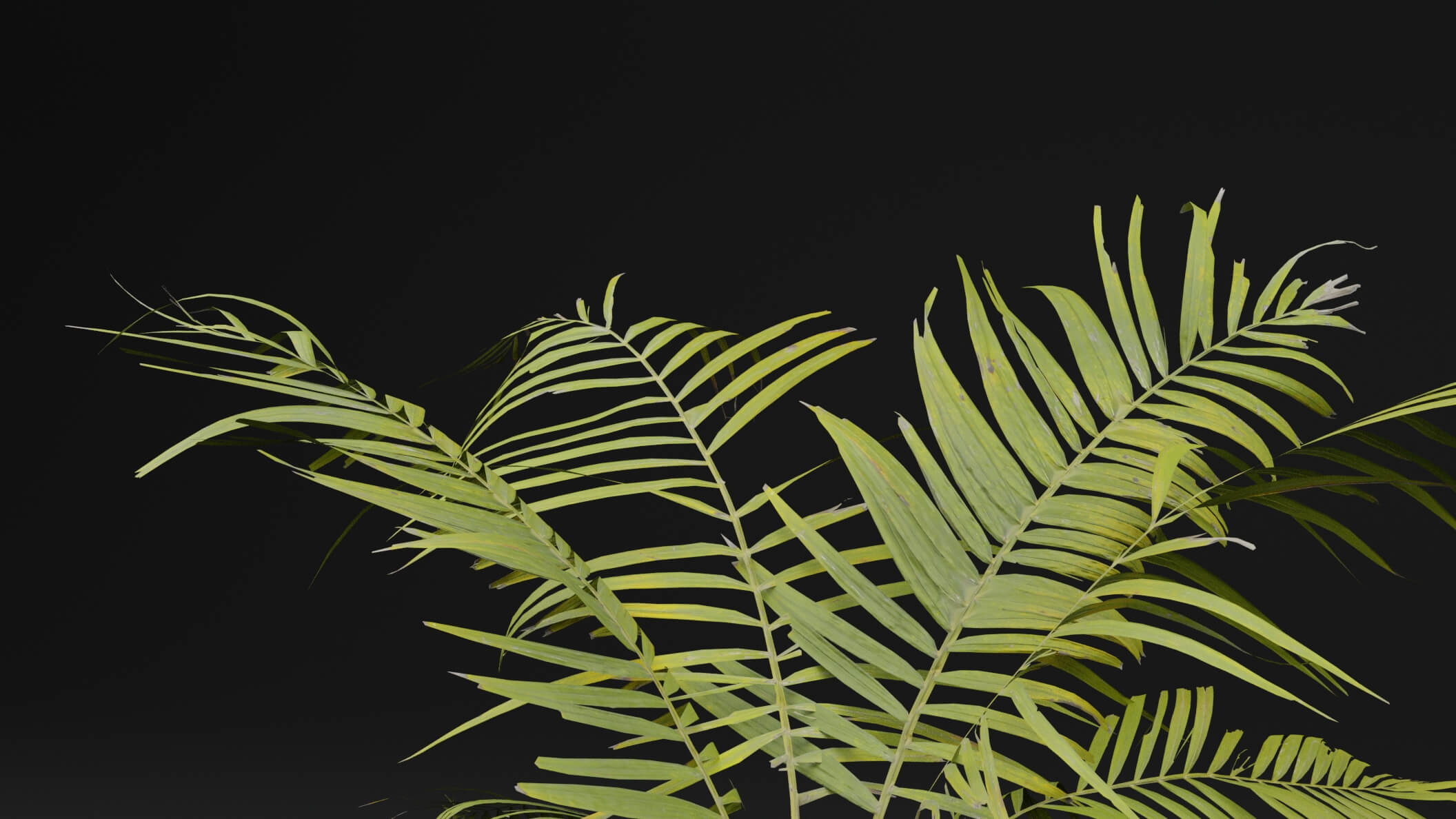 Tropical Palm Plant - 3D Model by Green Lander