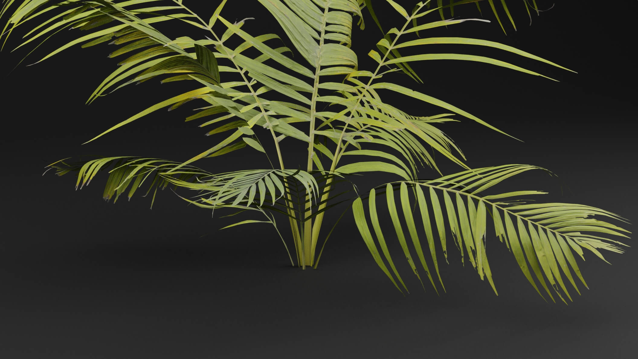 Tropical Palm Plant - 3D Model by Green Lander