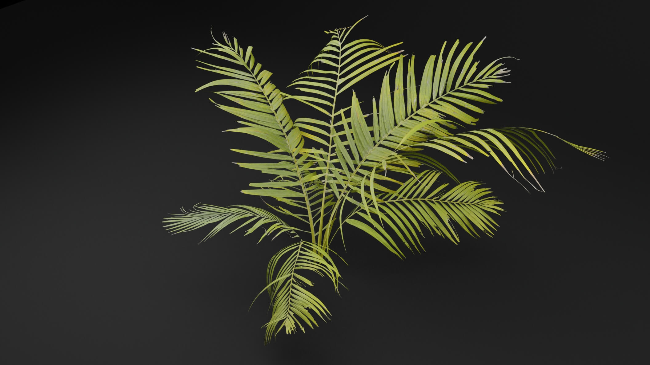 Tropical Palm Plant - 3D Model by Green Lander
