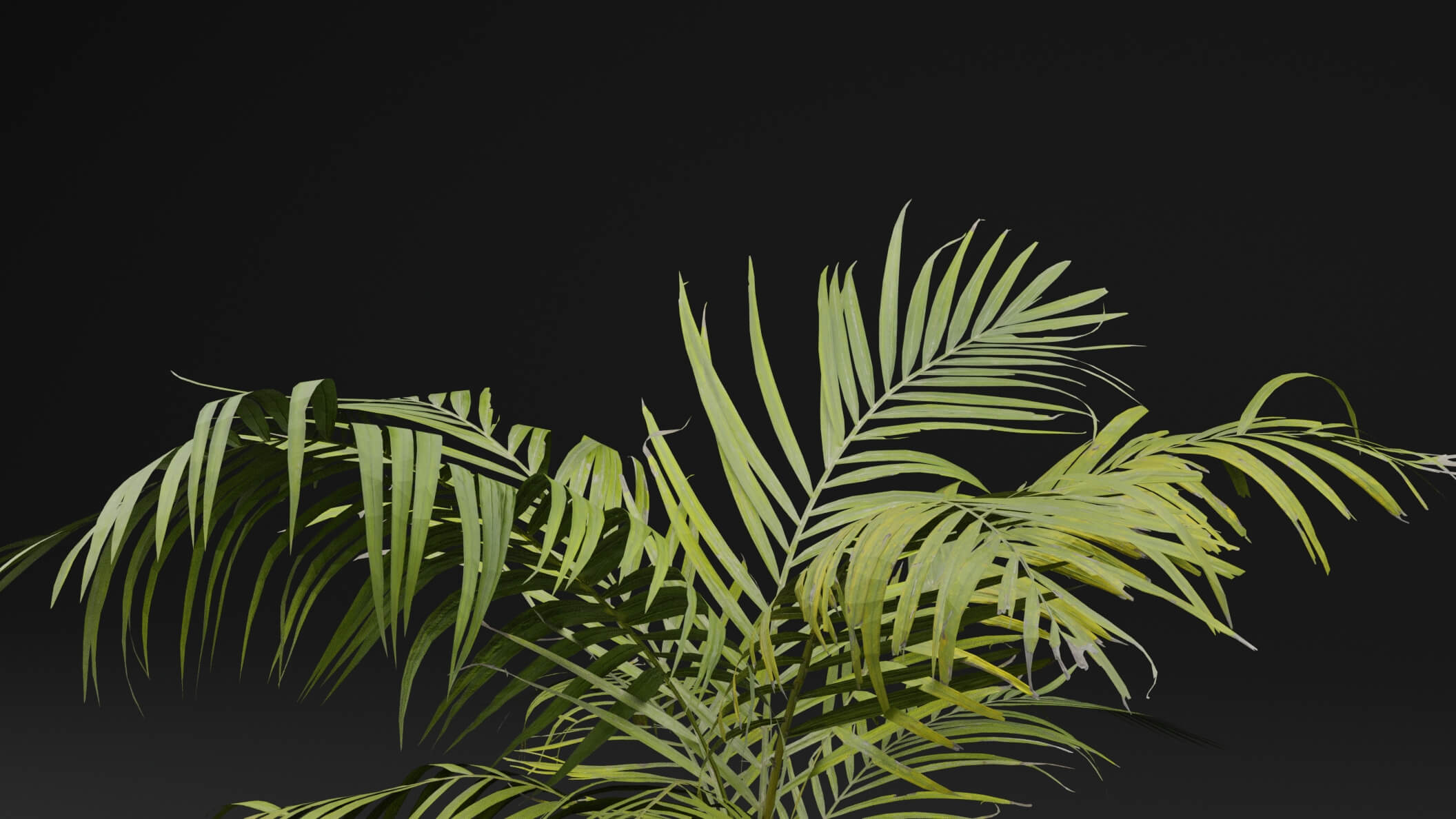 Tropical Palm Plant - 3D Model by Green Lander