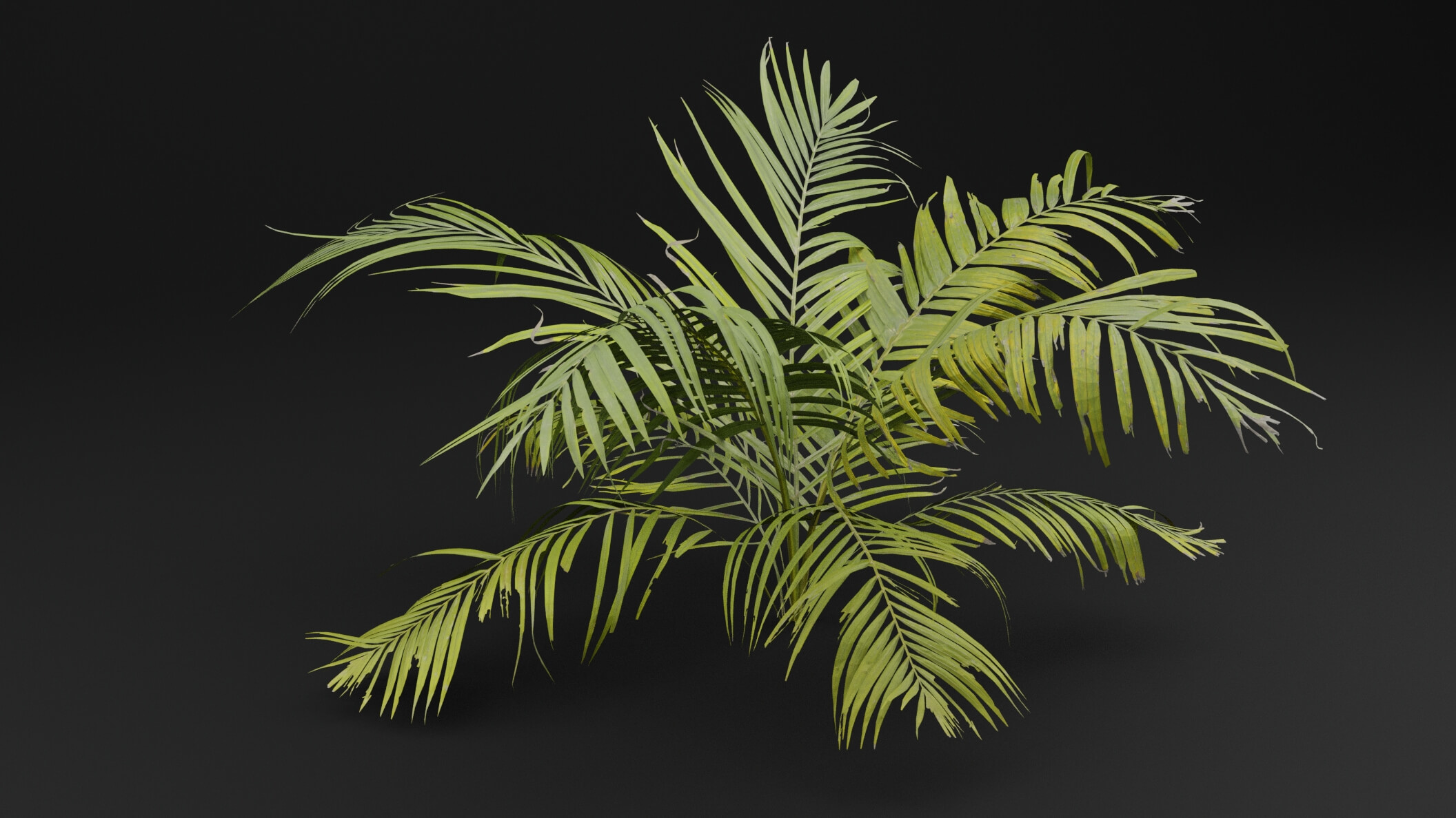 Tropical Palm Plant - 3D Model by Green Lander