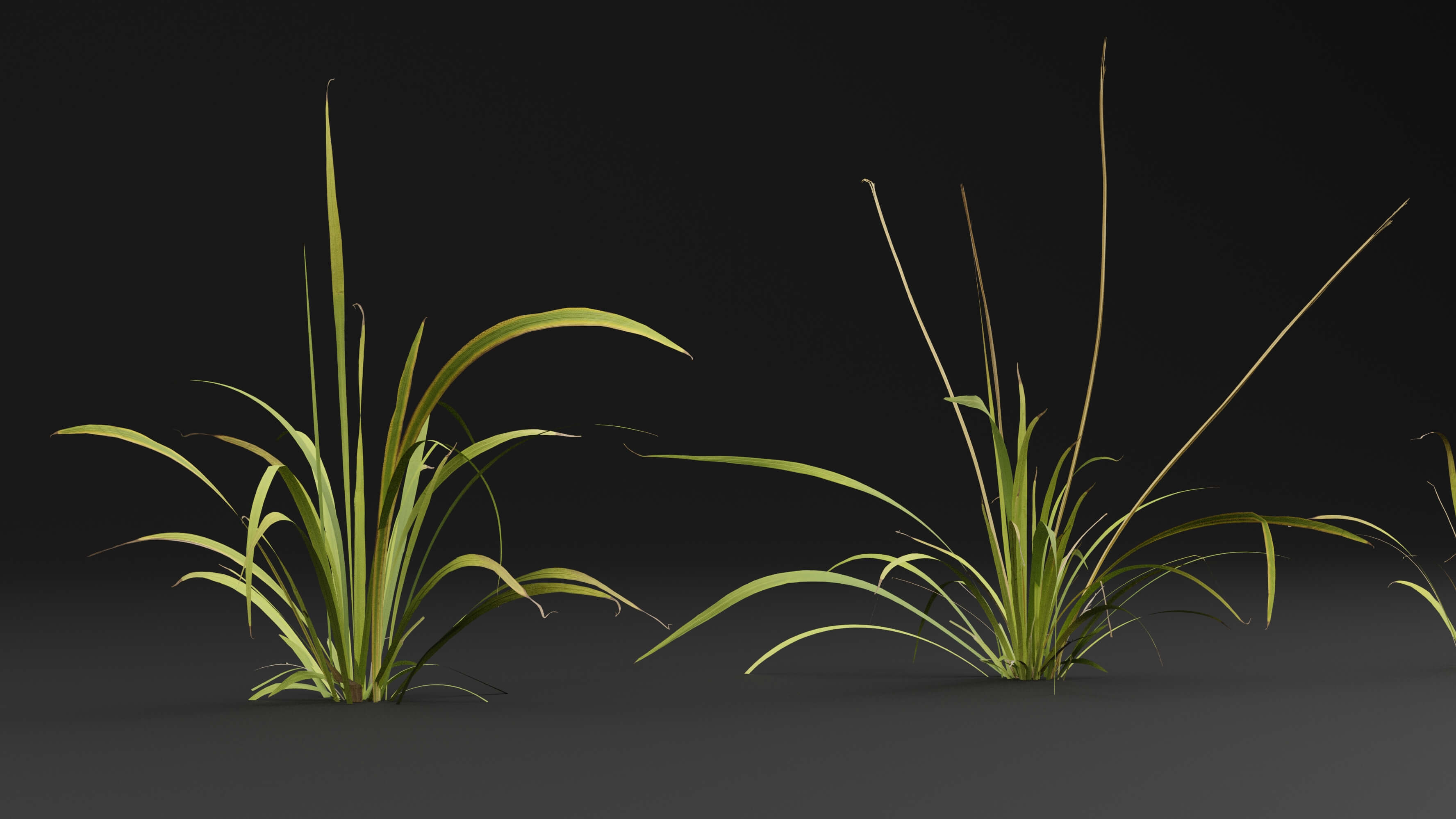 Tufted Hairgrass Plant - 3D Model by Green Lander