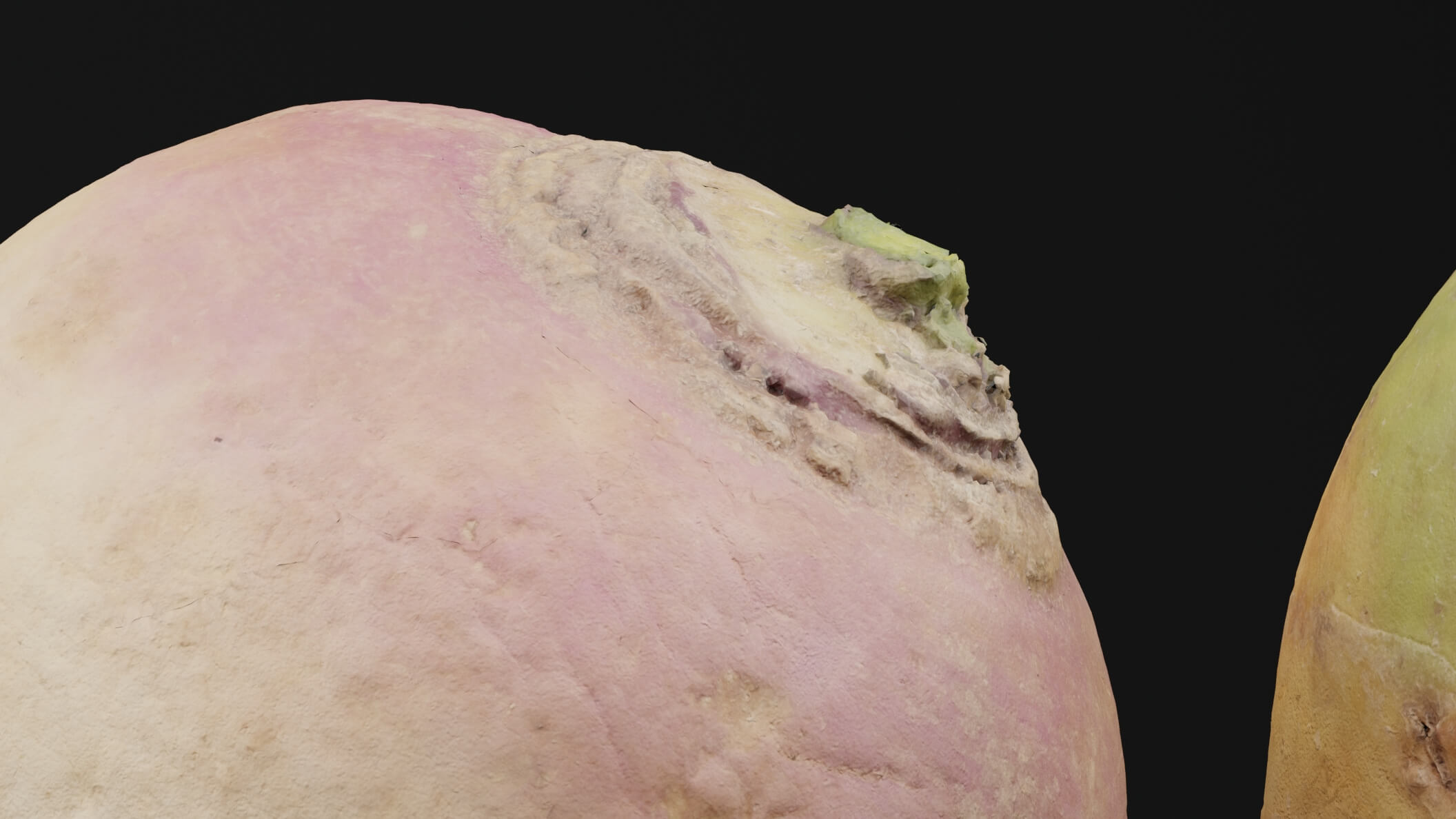 Turnip Vegetable - 3D Model by Green Lander