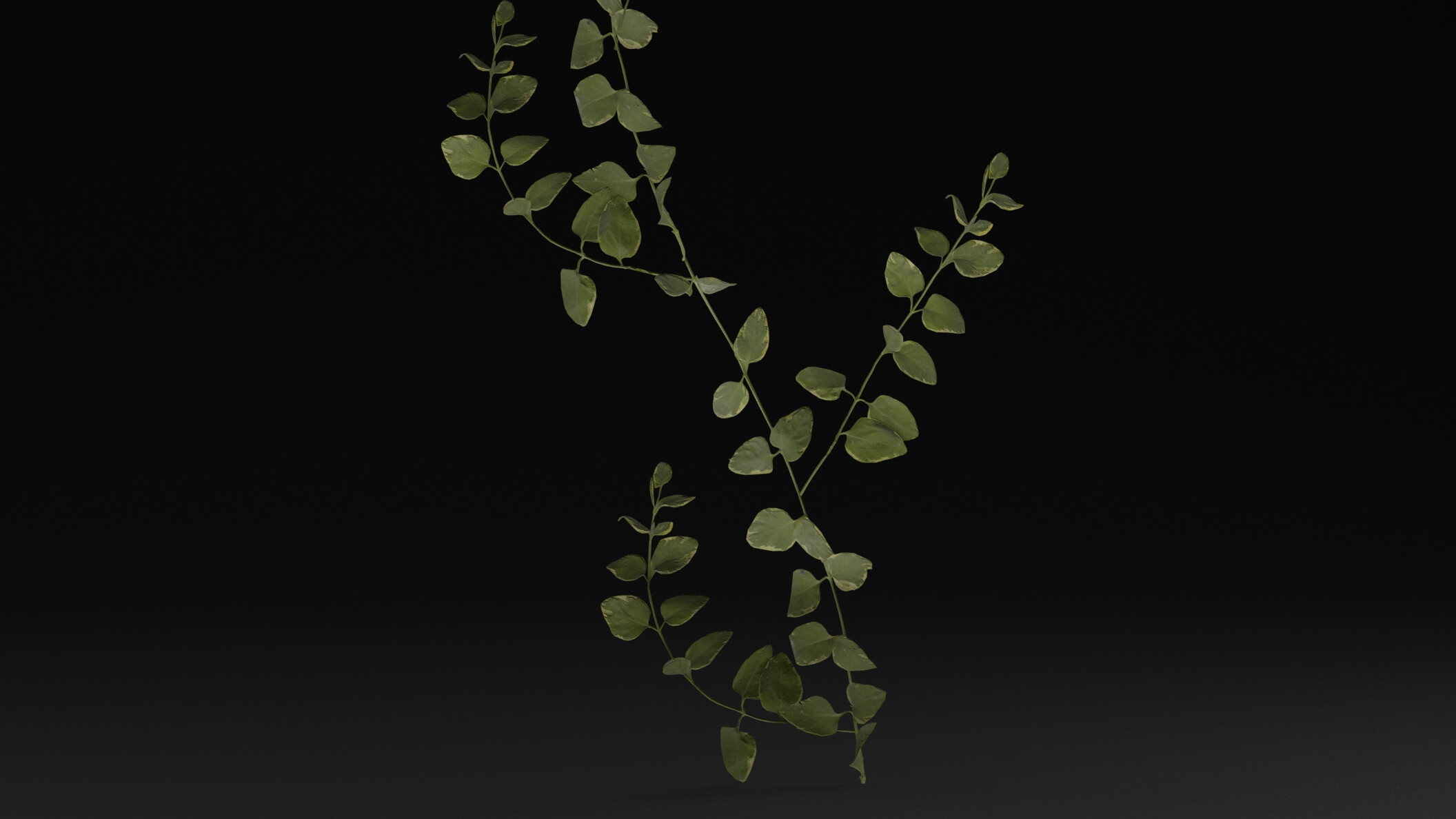Vinca Minor Plant - 3D Model by Green Lander