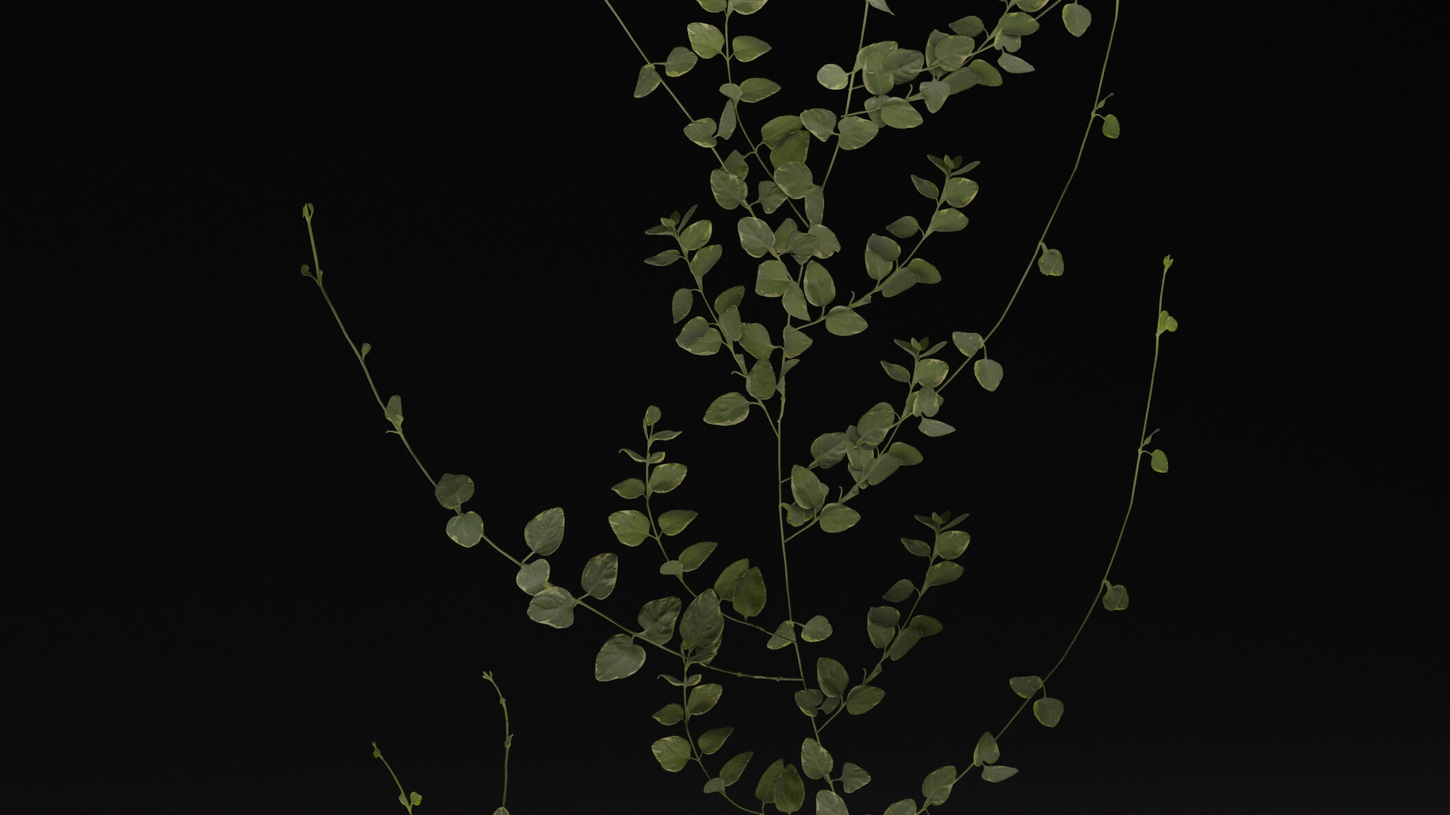 Vinca Minor Plant - 3D Model by Green Lander