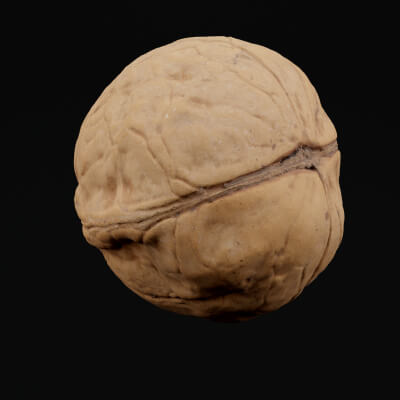 Walnut Fruit Nuts - 3D Model by Green Lander