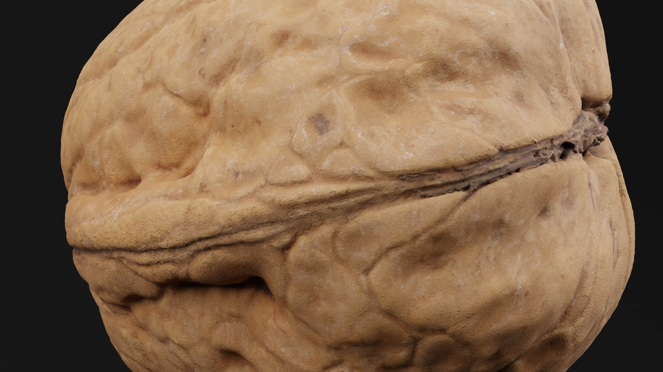 Walnut Fruit Nuts - 3D Model by Green Lander