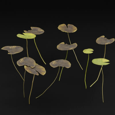 Water Lily Plant - 3D Model by Green Lander