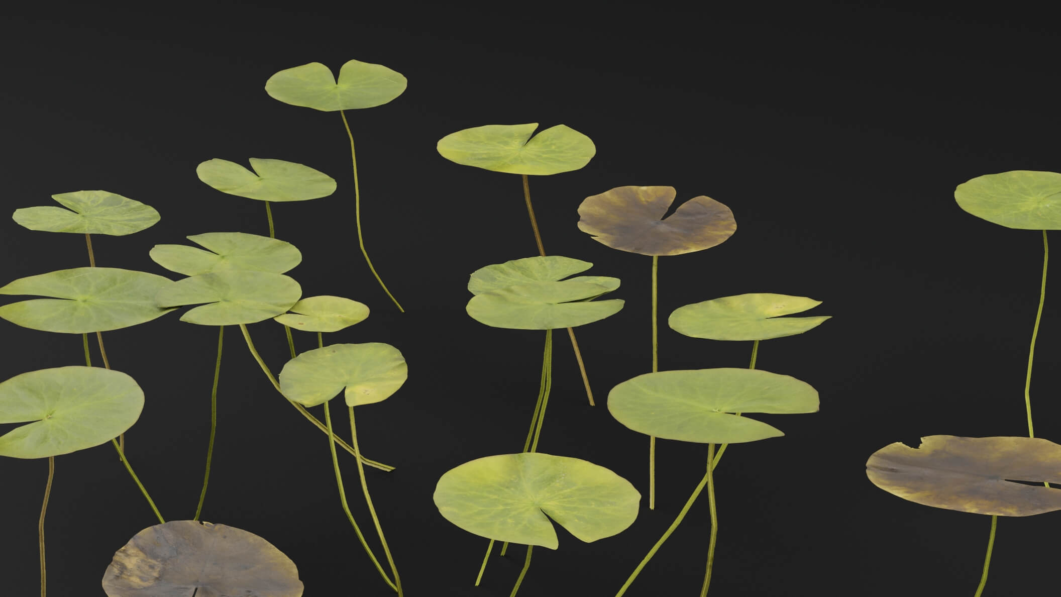 Water Lily Plant - 3D Model by Green Lander