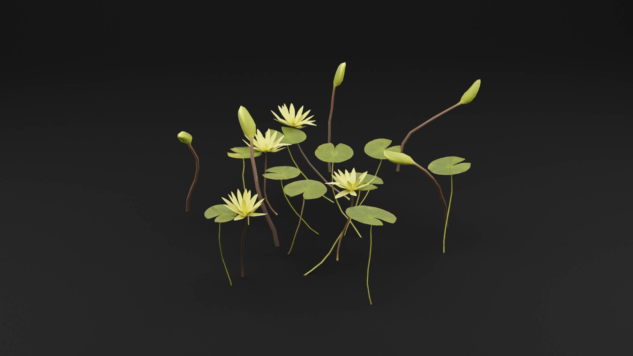 Water Lily Plant - 3D Model by Green Lander