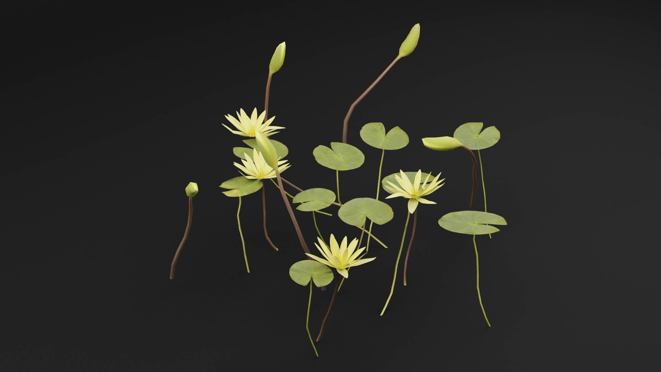 Water Lily Plant - 3D Model by Green Lander
