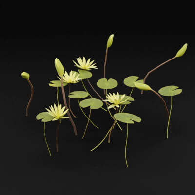 Water Lily Plant - 3D Model by Green Lander