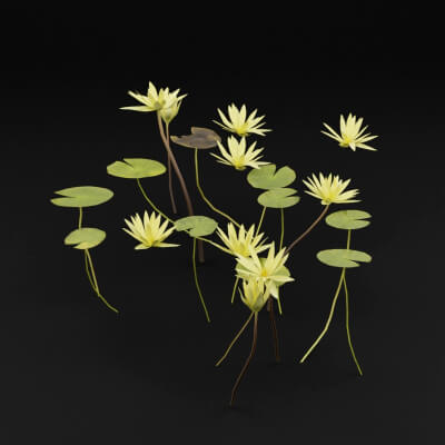 Water Lily Plant - 3D Model by Green Lander