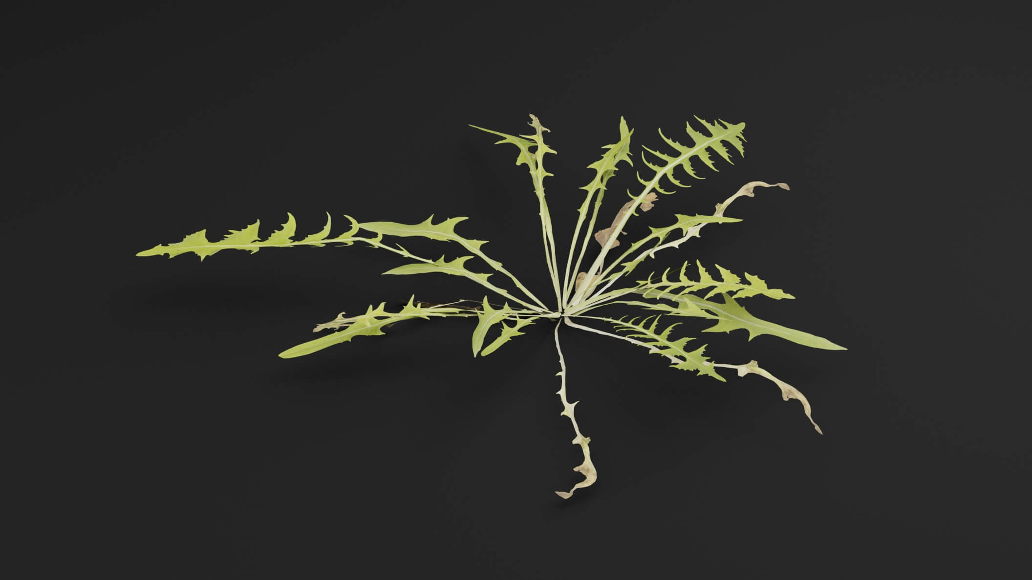 Natural Weed Plant - 3D Model by Green Lander