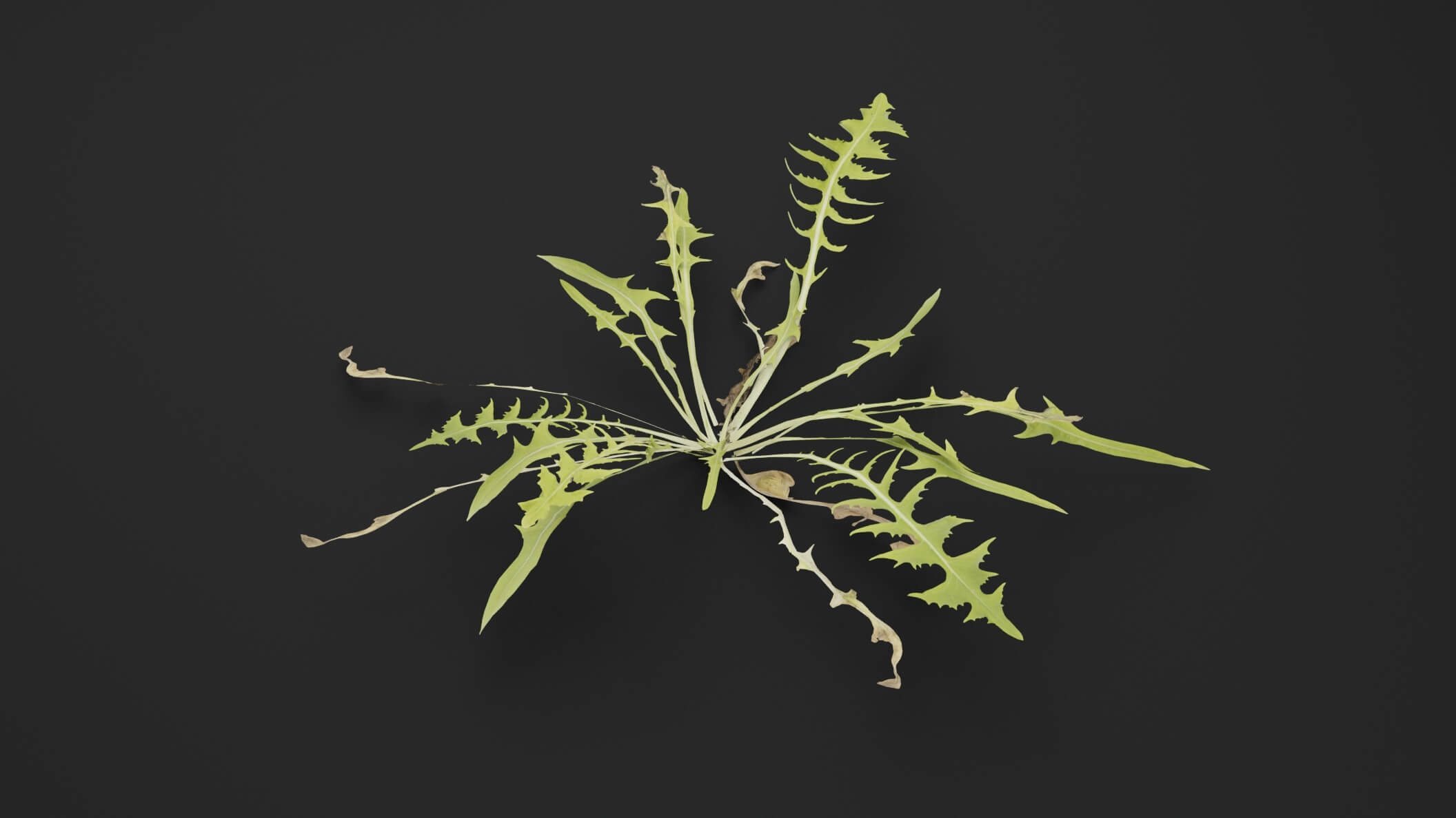 Natural Weed Plant - 3D Model by Green Lander