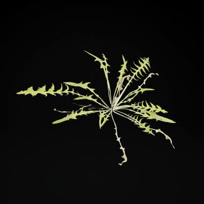 Natural Weed Plant - 3D Model by Green Lander