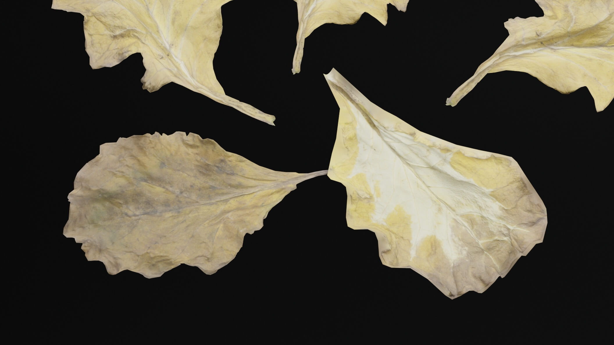 White Ornamental Kale - 3D Model by Green Lander