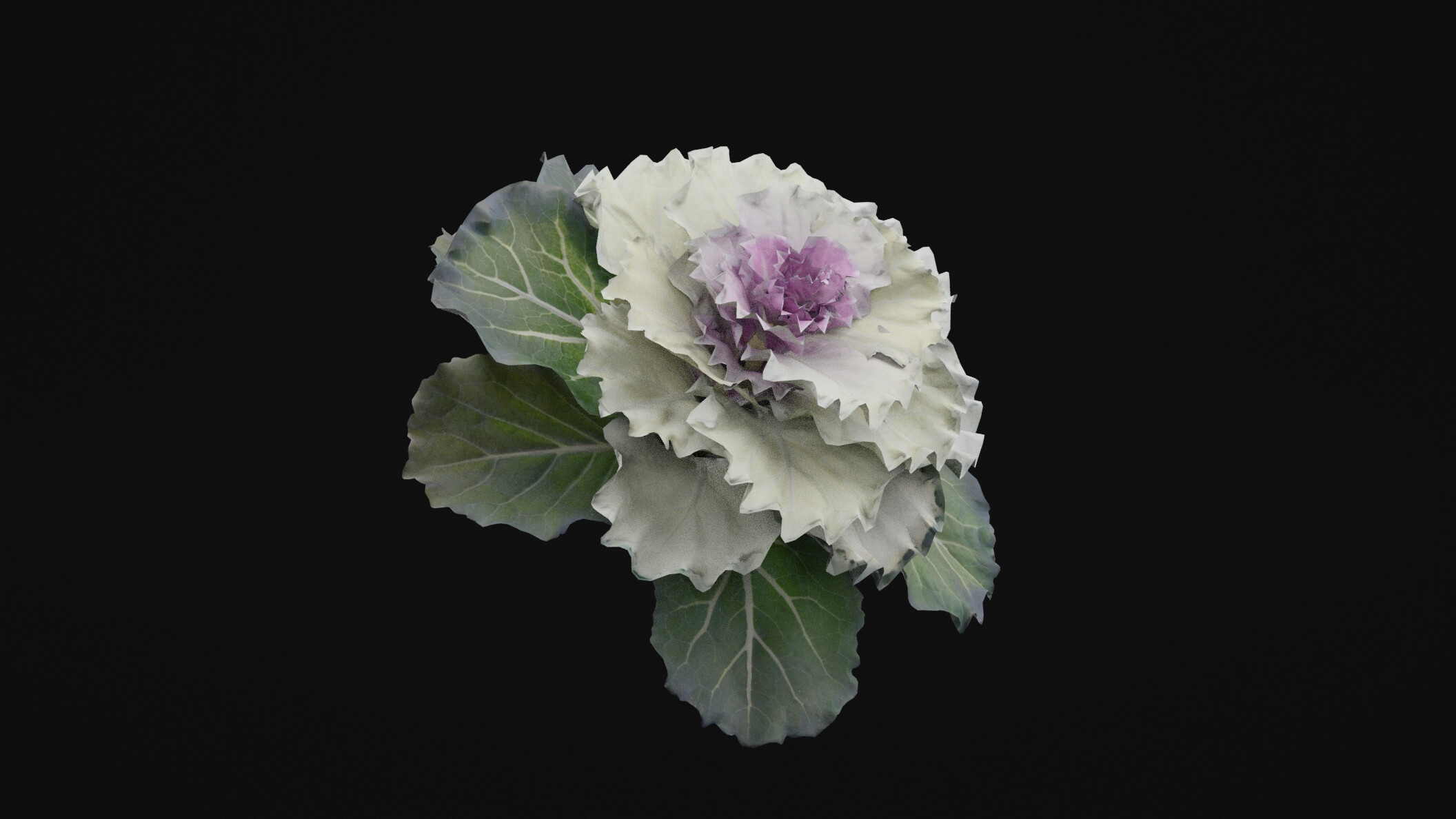 White Ornamental Kale - 3D Model by Green Lander