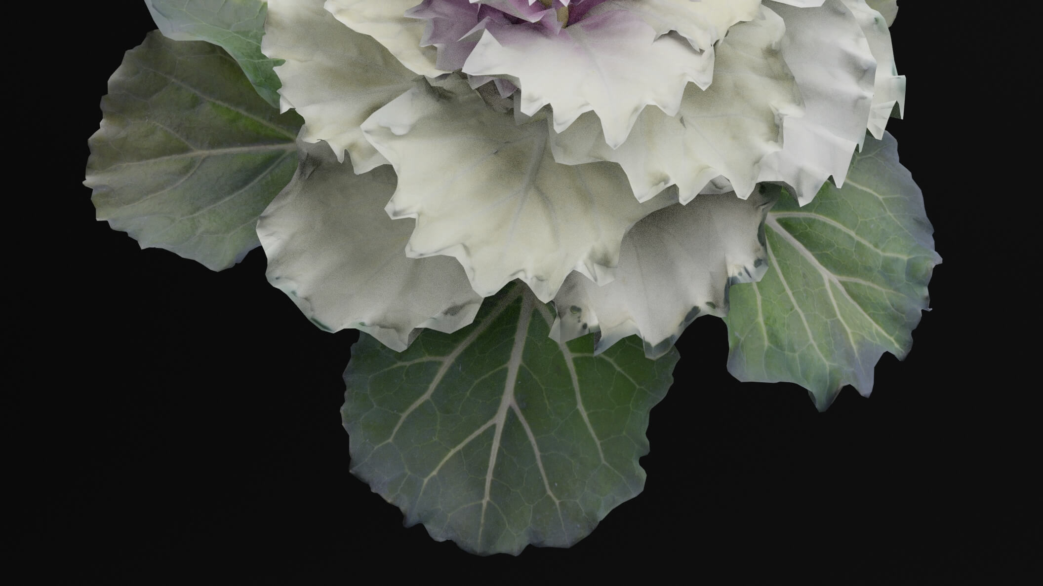 White Ornamental Kale - 3D Model by Green Lander