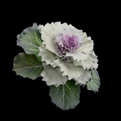 White Ornamental Kale - 3D Model by Green Lander