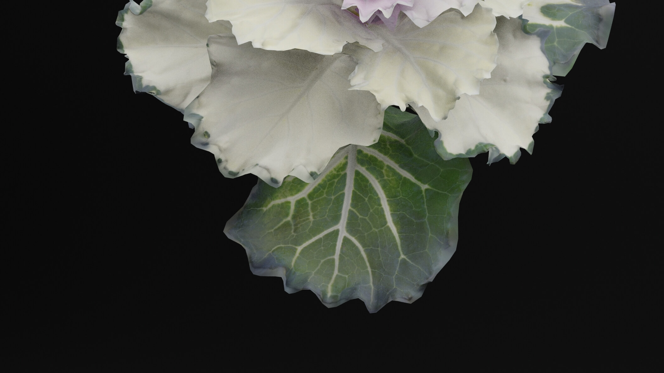 White Ornamental Kale - 3D Model by Green Lander
