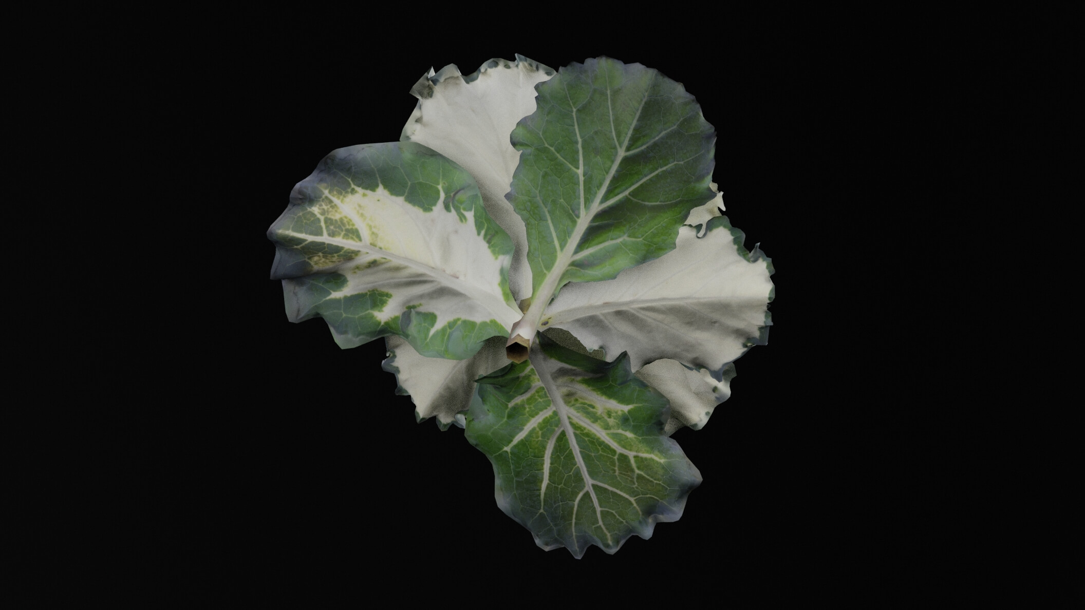White Ornamental Kale - 3D Model by Green Lander