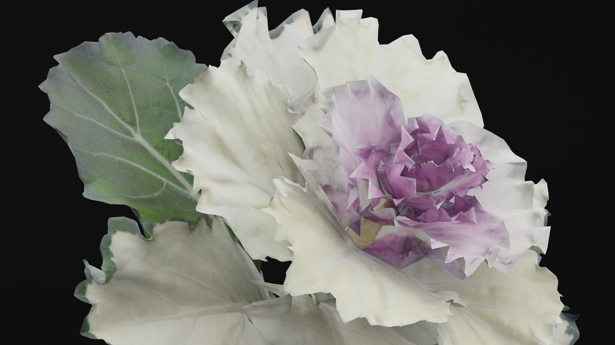 White Ornamental Kale - 3D Model by Green Lander