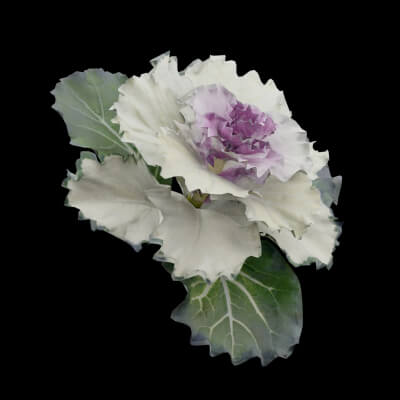 White Ornamental Kale - 3D Model by Green Lander