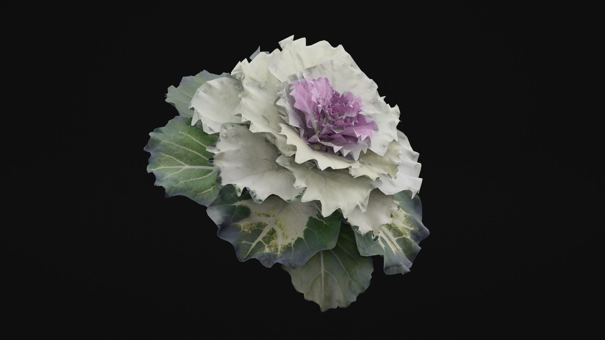 White Ornamental Kale - 3D Model by Green Lander