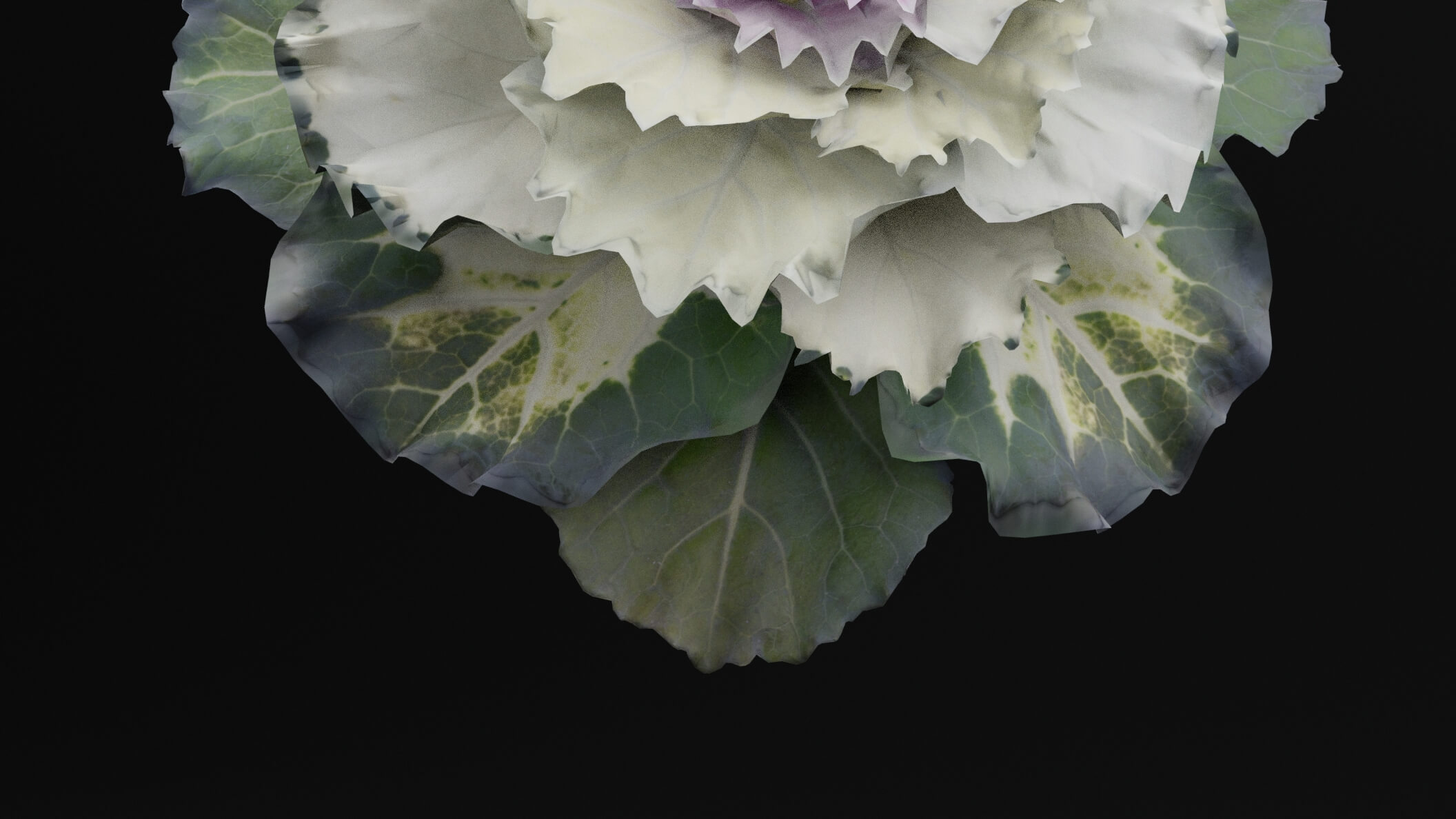White Ornamental Kale - 3D Model by Green Lander