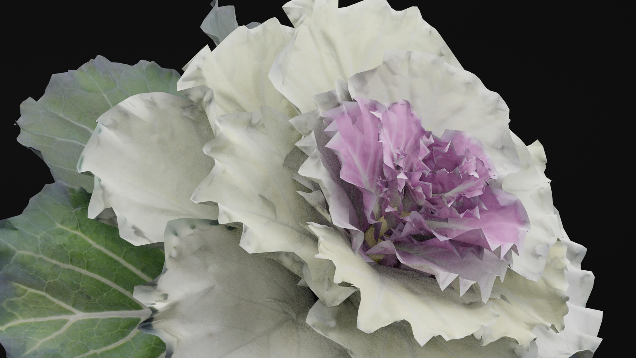 White Ornamental Kale - 3D Model by Green Lander