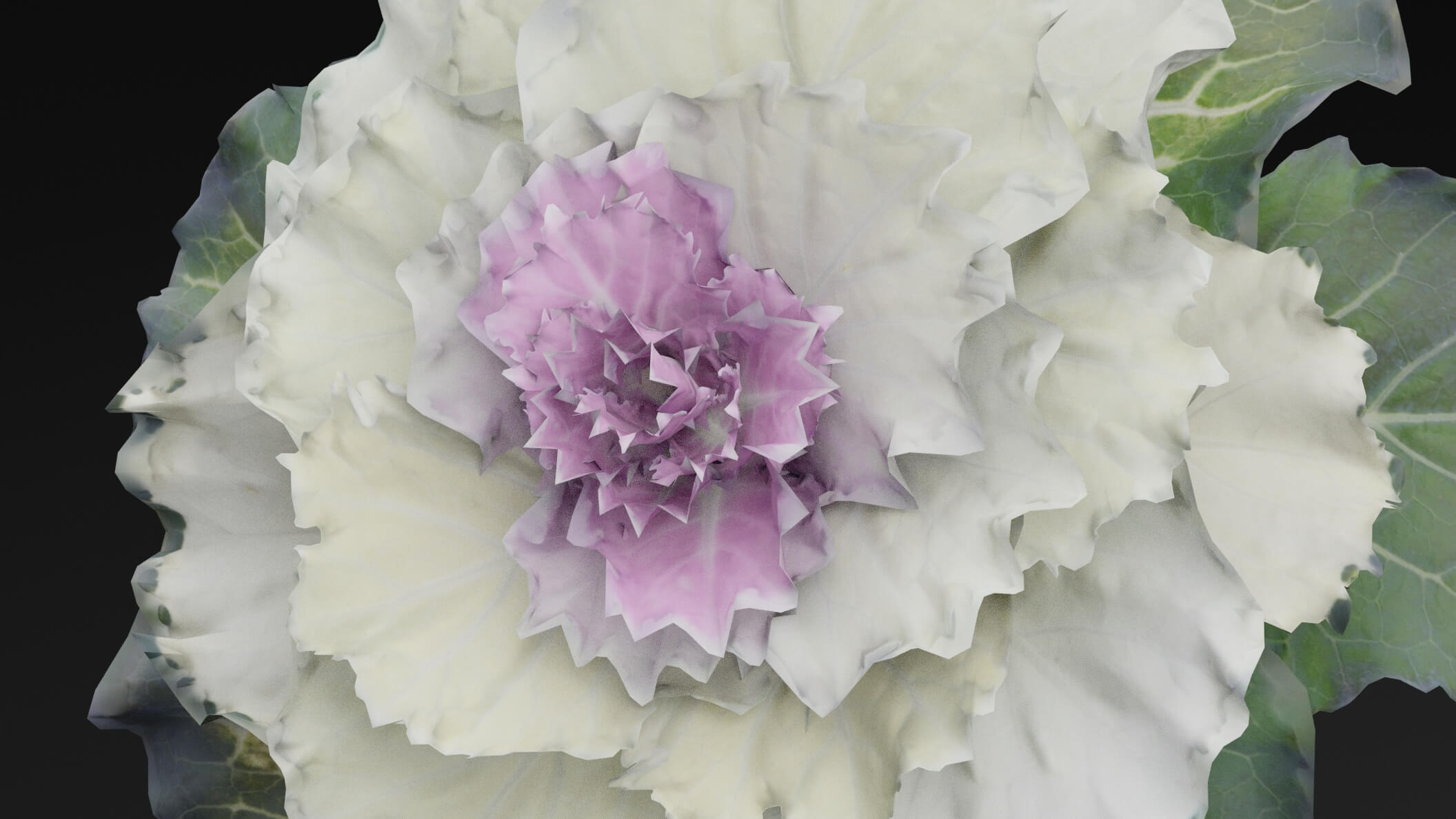 White Ornamental Kale - 3D Model by Green Lander
