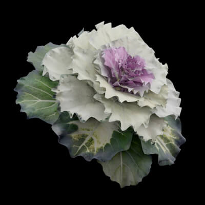 White Ornamental Kale - 3D Model by Green Lander