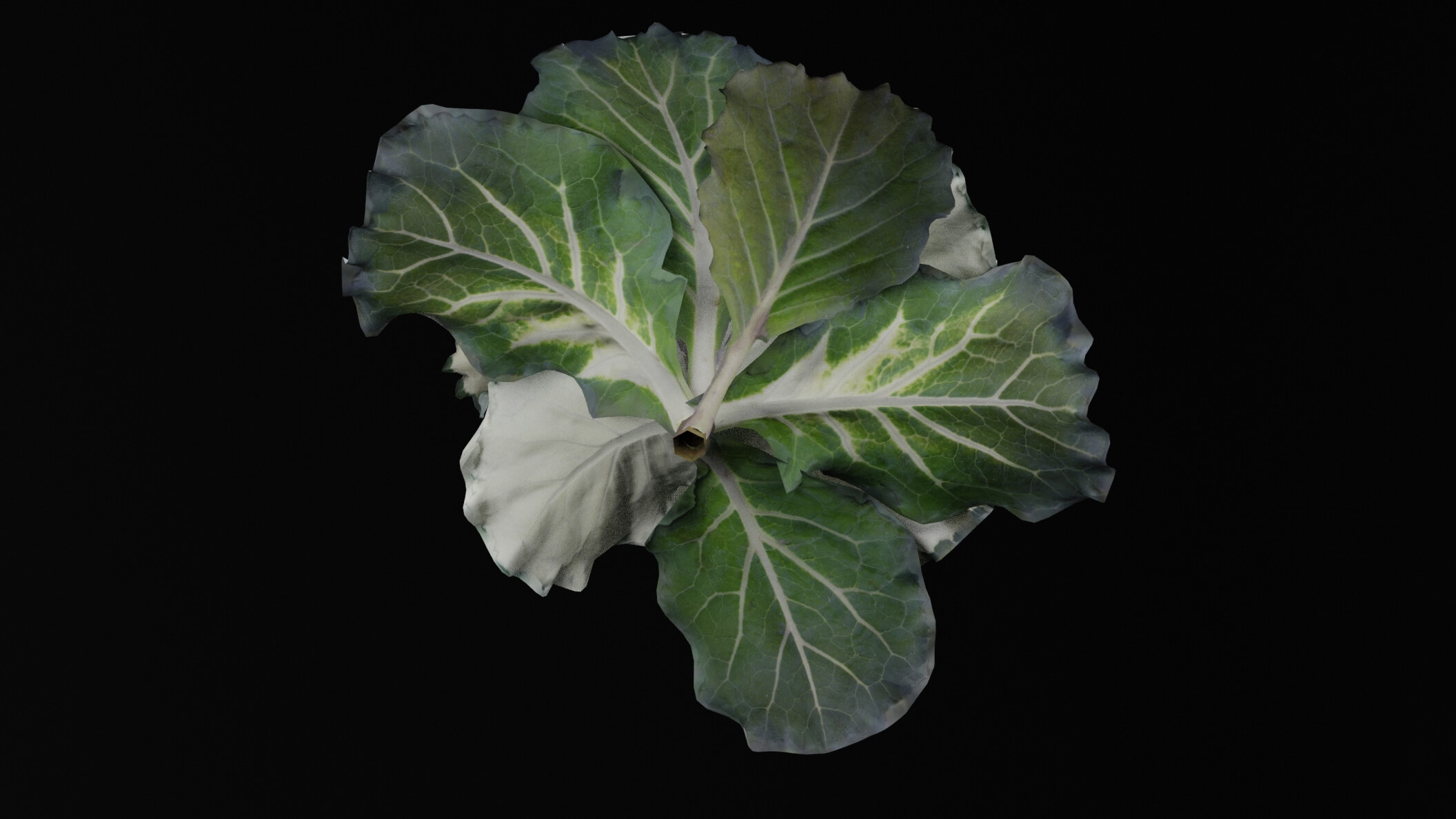 White Ornamental Kale - 3D Model by Green Lander