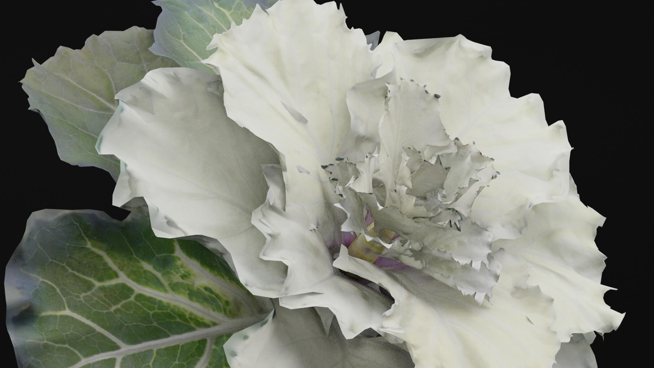 White Ornamental Kale - 3D Model by Green Lander