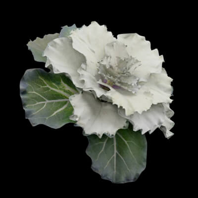 White Ornamental Kale - 3D Model by Green Lander
