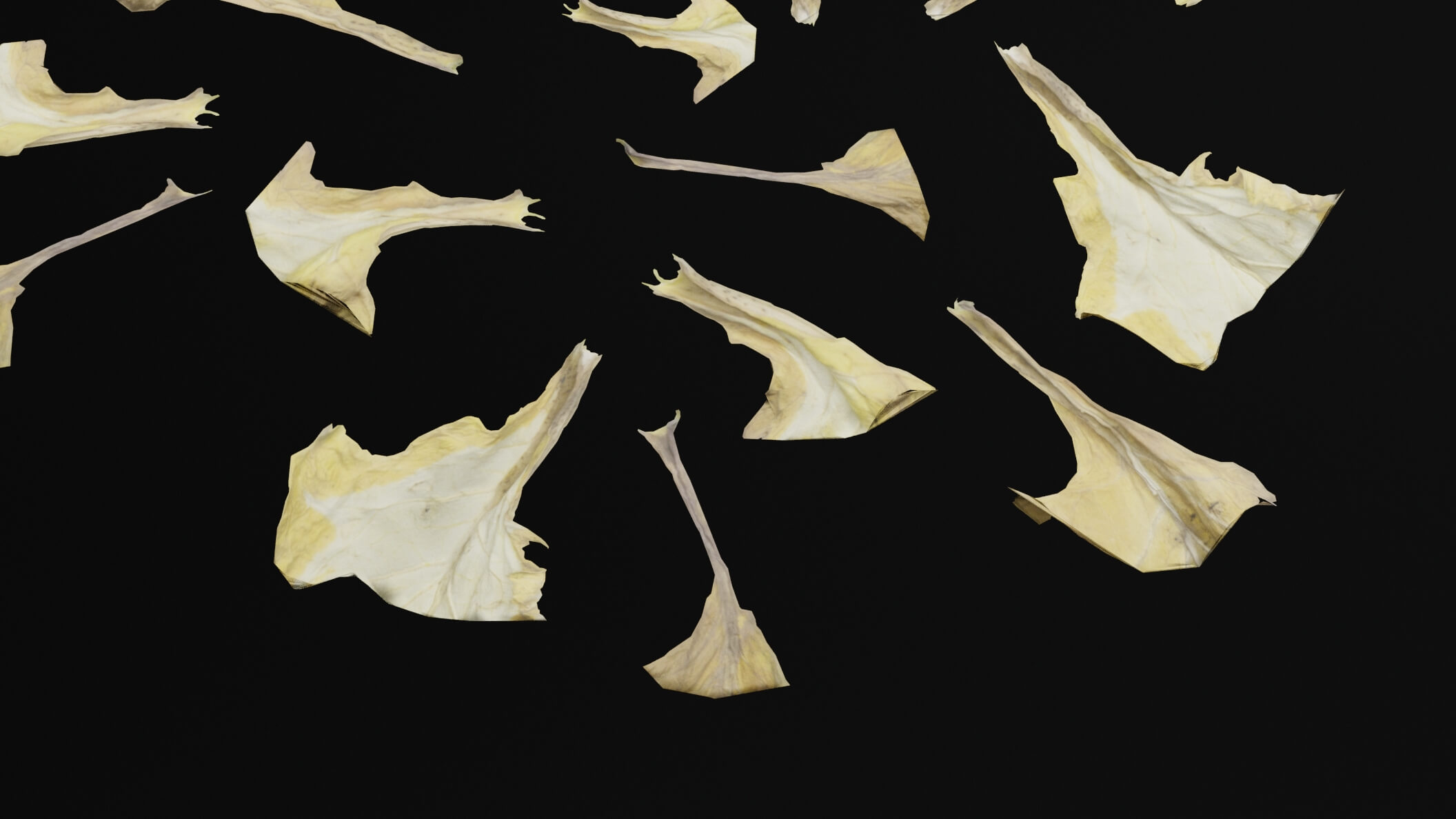 White Ornamental Kale - 3D Model by Green Lander