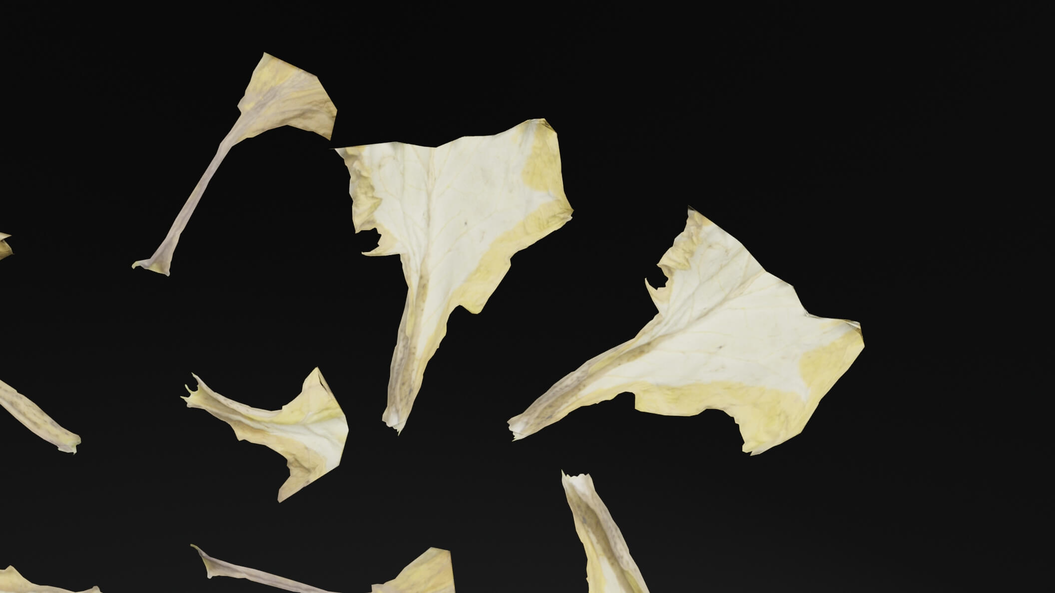 White Ornamental Kale - 3D Model by Green Lander