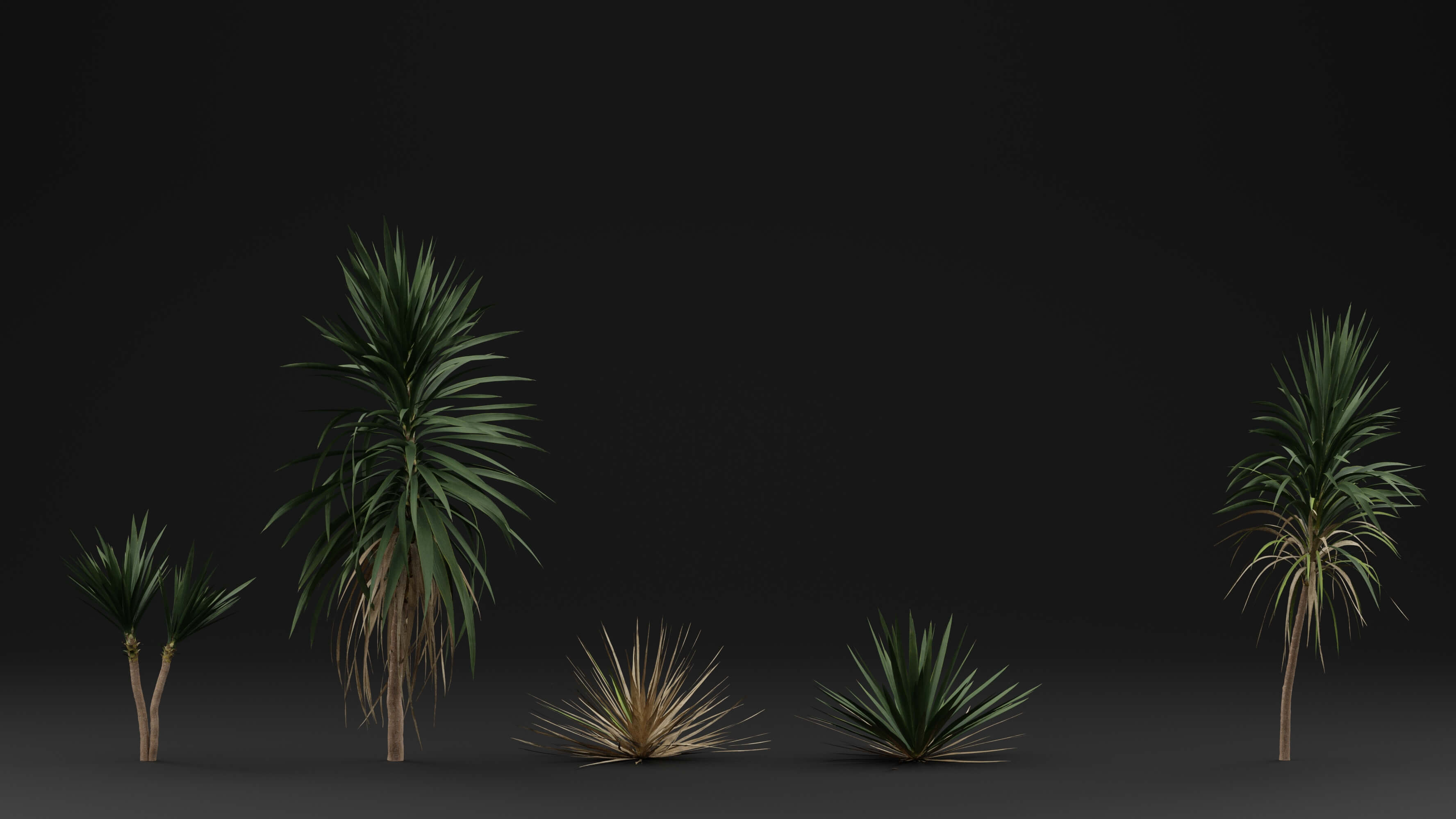 Yucca Gigantea Plant - 3D Model by Green Lander