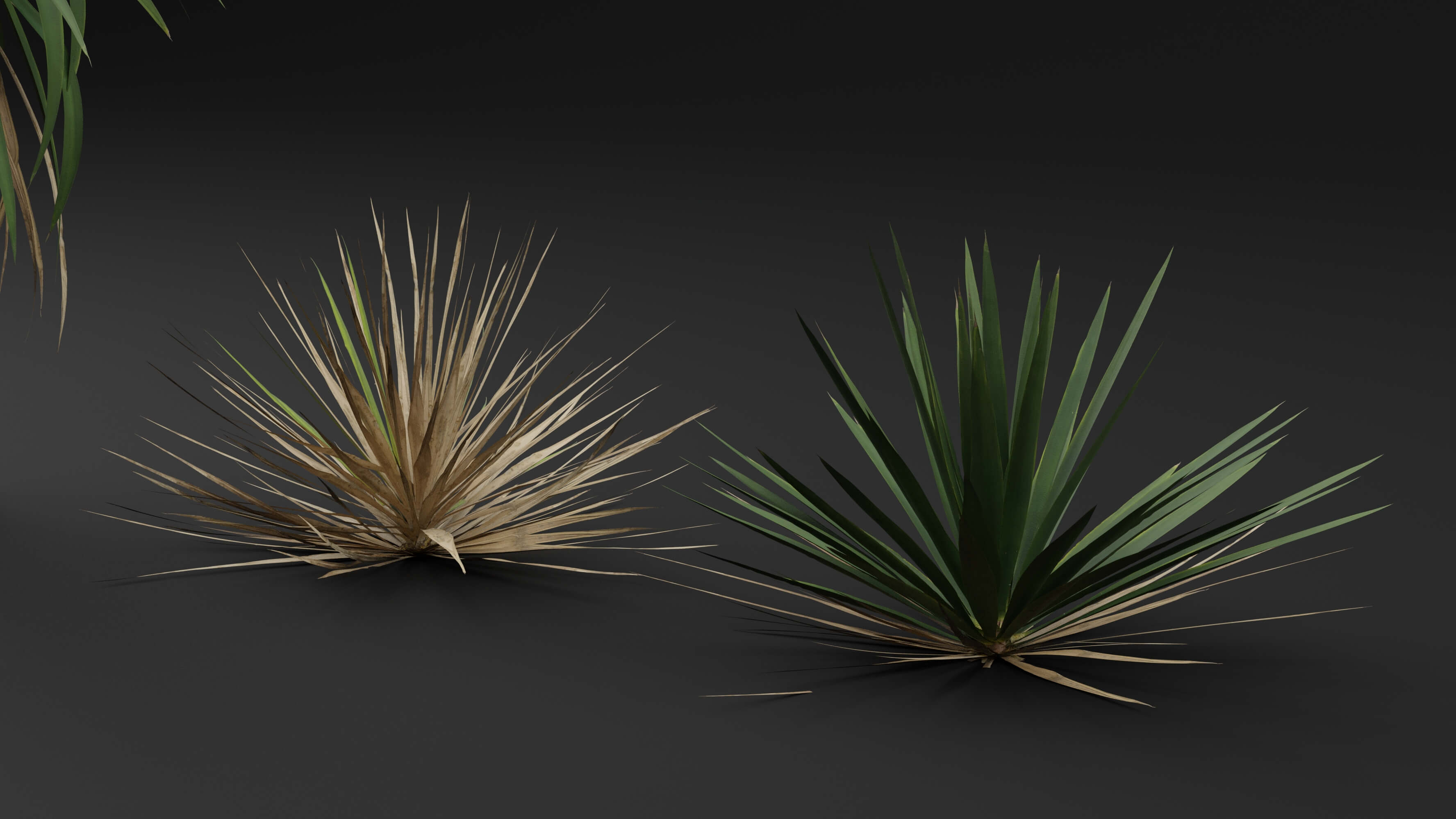 Yucca Gigantea Plant - 3D Model by Green Lander