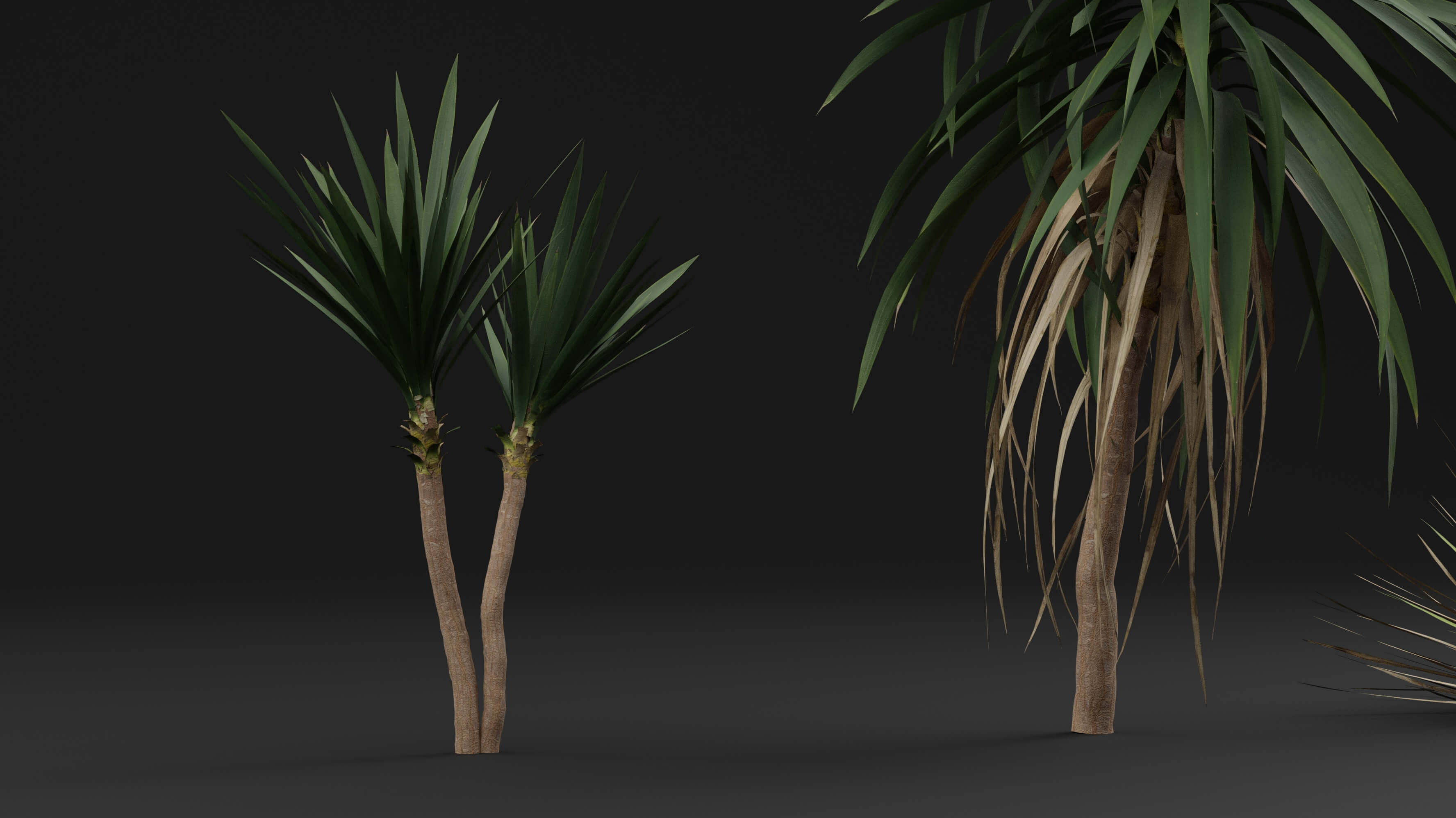 Yucca Gigantea Plant - 3D Model by Green Lander