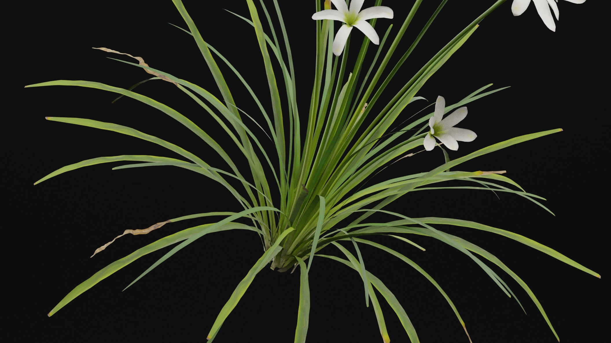 Zephyranthes Candida Plant - 3D Model by Green Lander