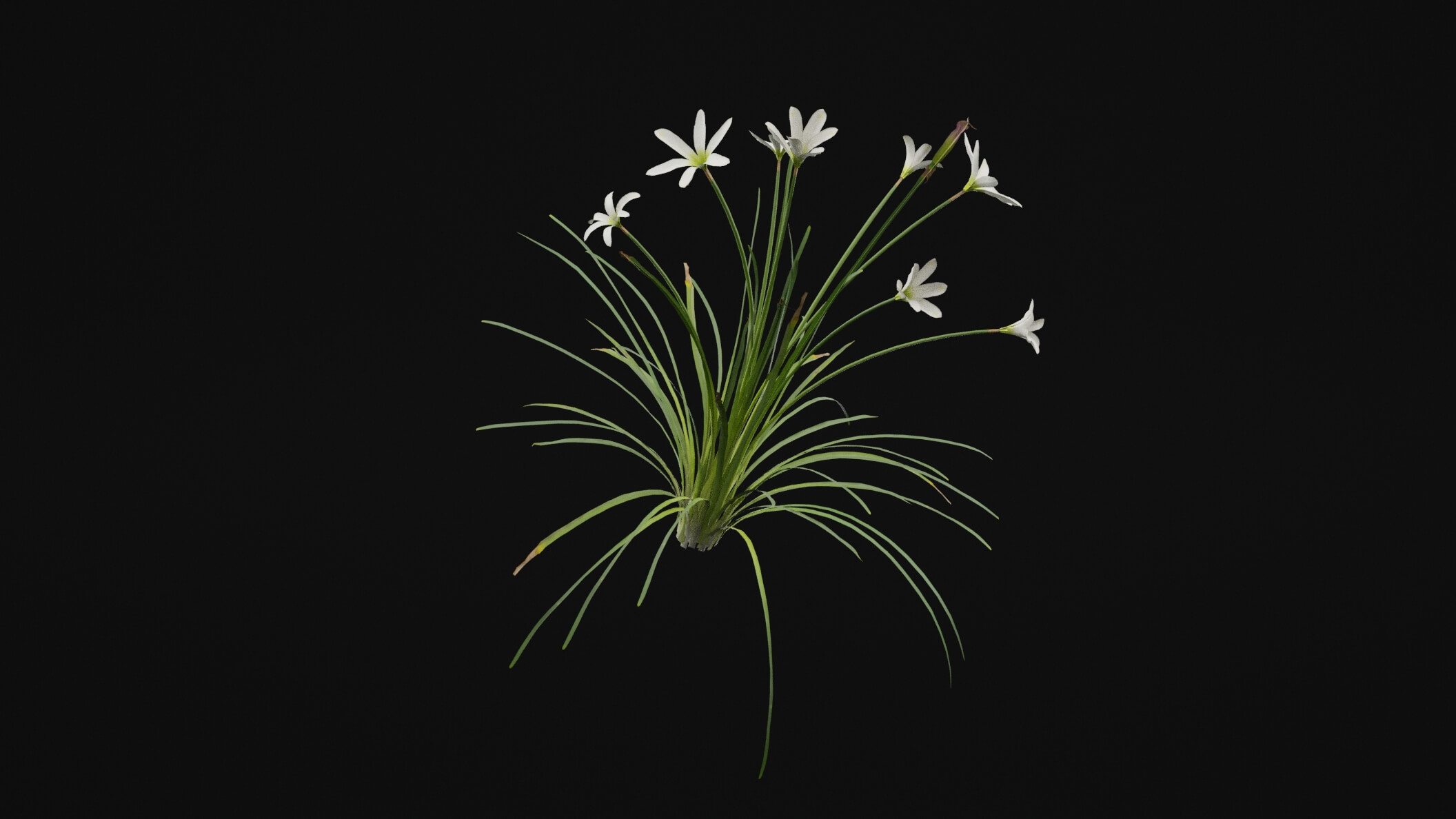 Zephyranthes Candida Plant - 3D Model by Green Lander