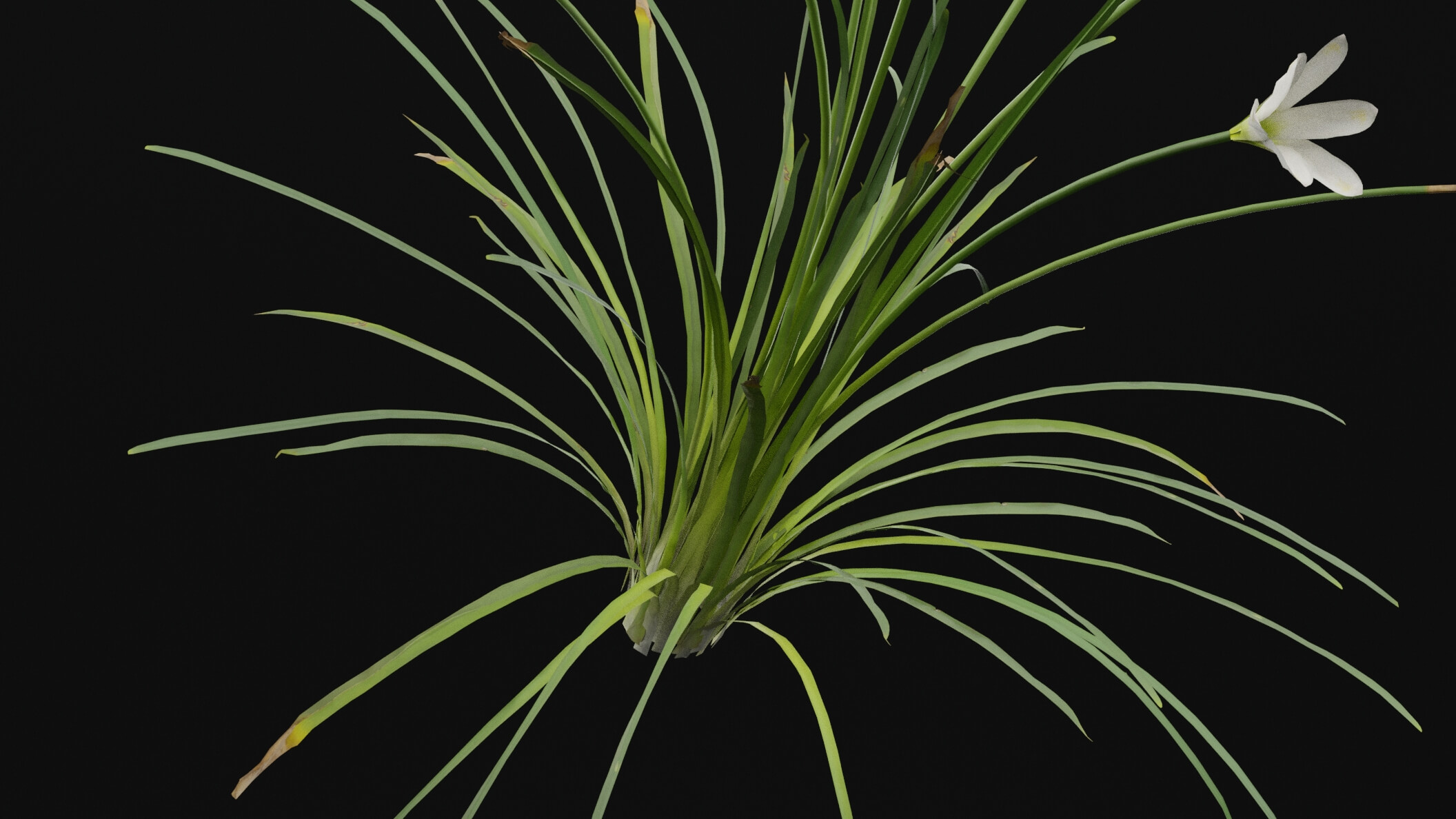 Zephyranthes Candida Plant - 3D Model by Green Lander